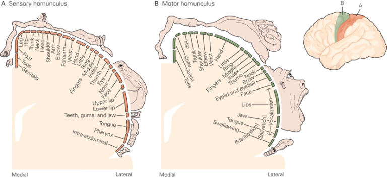 Your Brain Has Been Mapped | Quantum Neuroscience